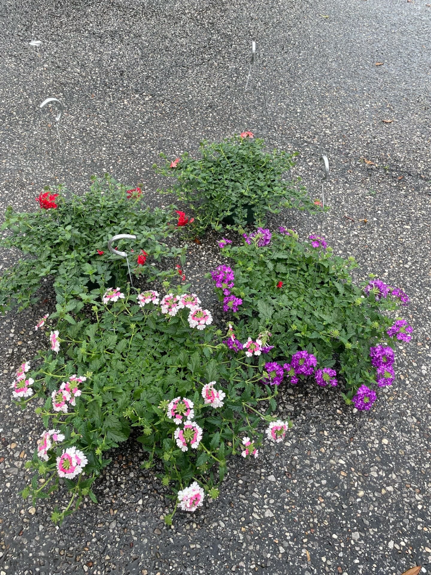 Trailing Verbena Asst PW 1Q - The Plant Shoppe