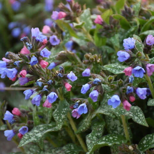 Proven Winner Pulmonaria "Pink-A-Blue" PW 1gal - The Plant Shoppe