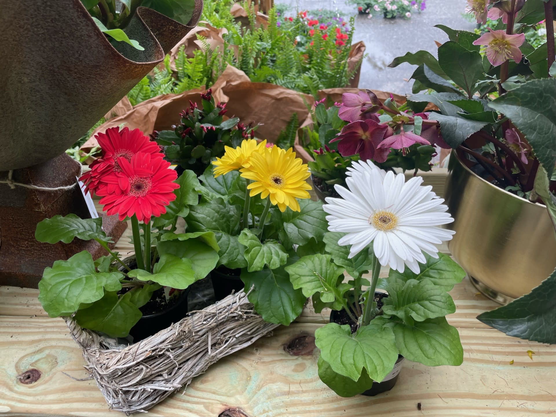 Gerbera Assorted 4.5" - The Plant Shoppe