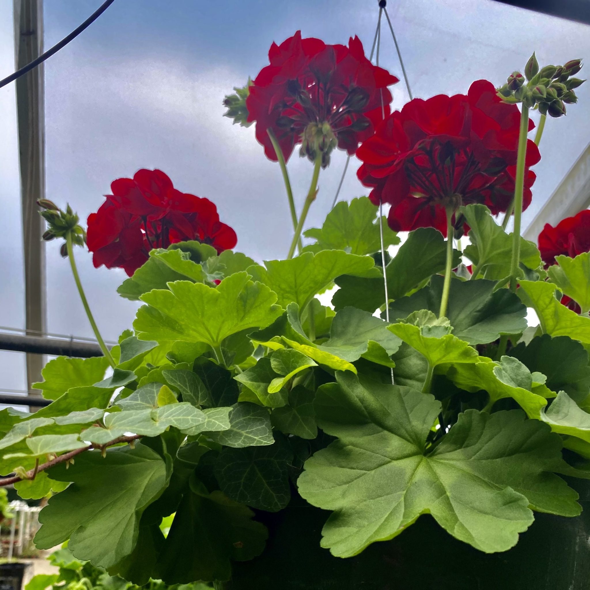 Geranium 10" Tera Container - The Plant Shoppe