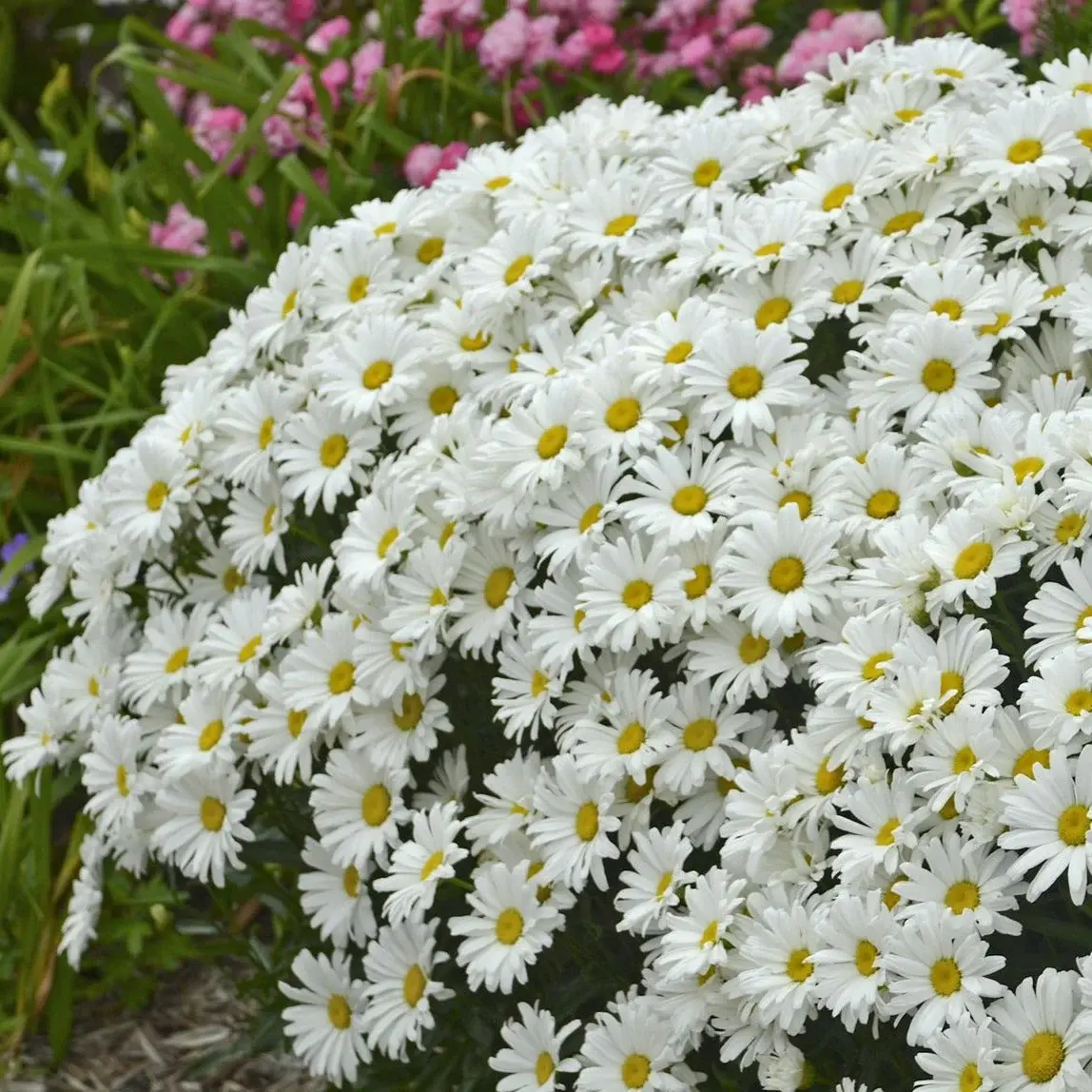 Proven Winner Leucanthemum 'Daisy May' PW 1gal - The Plant Shoppe