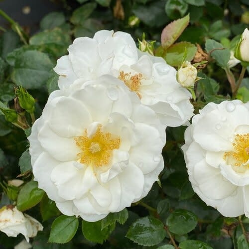 Proven Winner Rose 'Oso Easy Ice Bay' PW 2gal - The Plant Shoppe