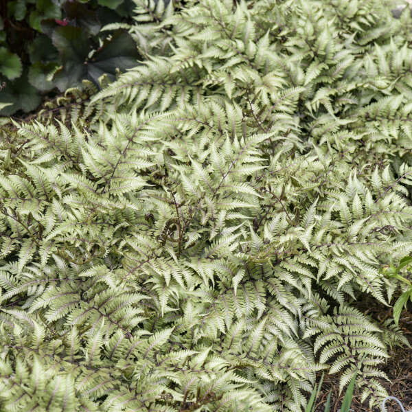 Fern "Athyrium Godzilla" (Giant Japanese Painted Fern) 8" - The Plant ...
