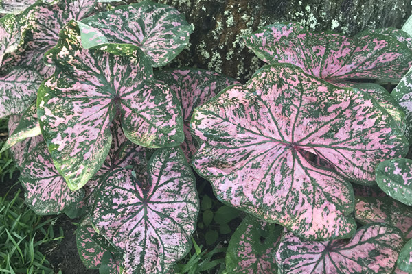 Caladium Florida Elise #1 - The Plant Shoppe