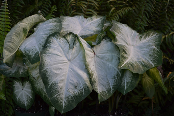 Caladium Aaron #1 Sun Tolerant - The Plant Shoppe