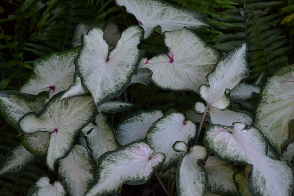 Caladium White Wing #1 - The Plant Shoppe