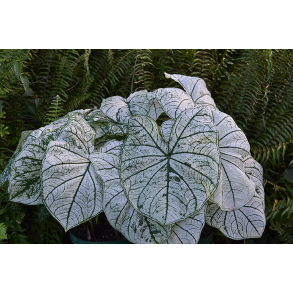 Caladium Candidum - The Plant Shoppe