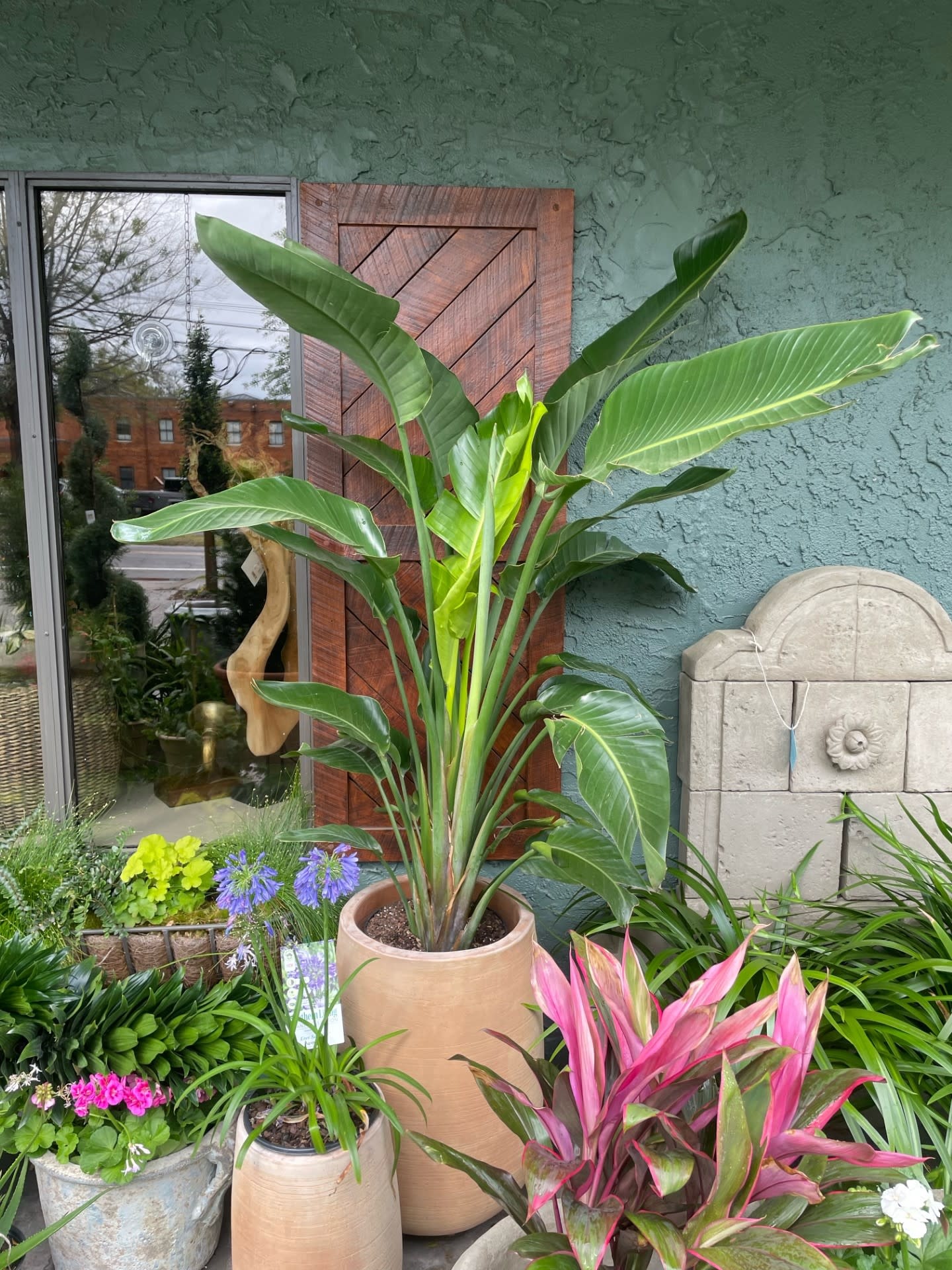 Strelitzia-Nicolai (White Bird of Paradise) 12" - The Plant Shoppe