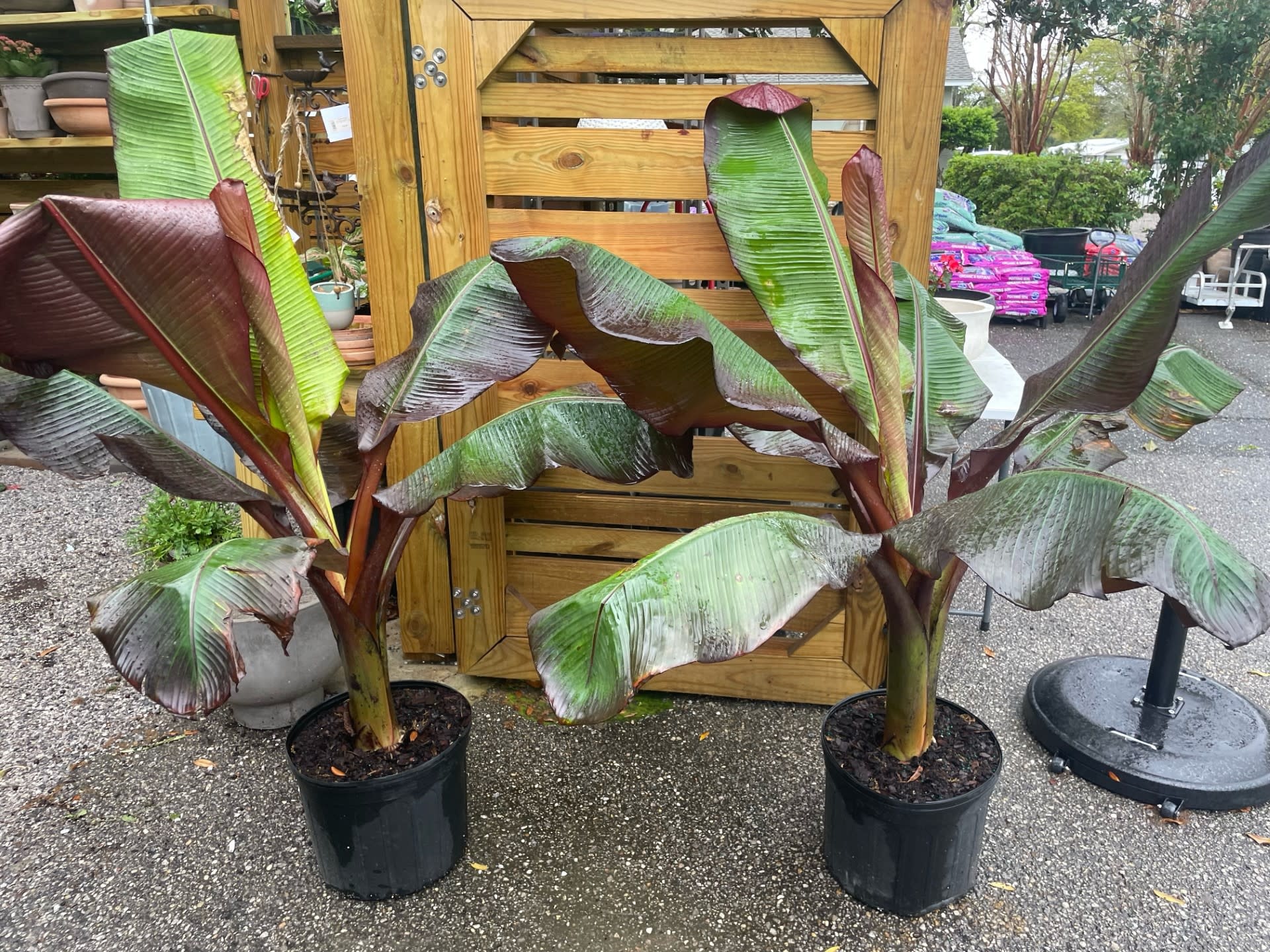 Banana-Ensete 'Maurelii' 14" - The Plant Shoppe