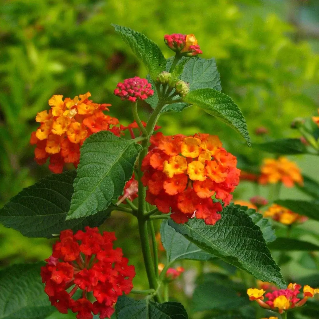 Lantana "Red Spread" Tree Form 5gal - The Plant Shoppe