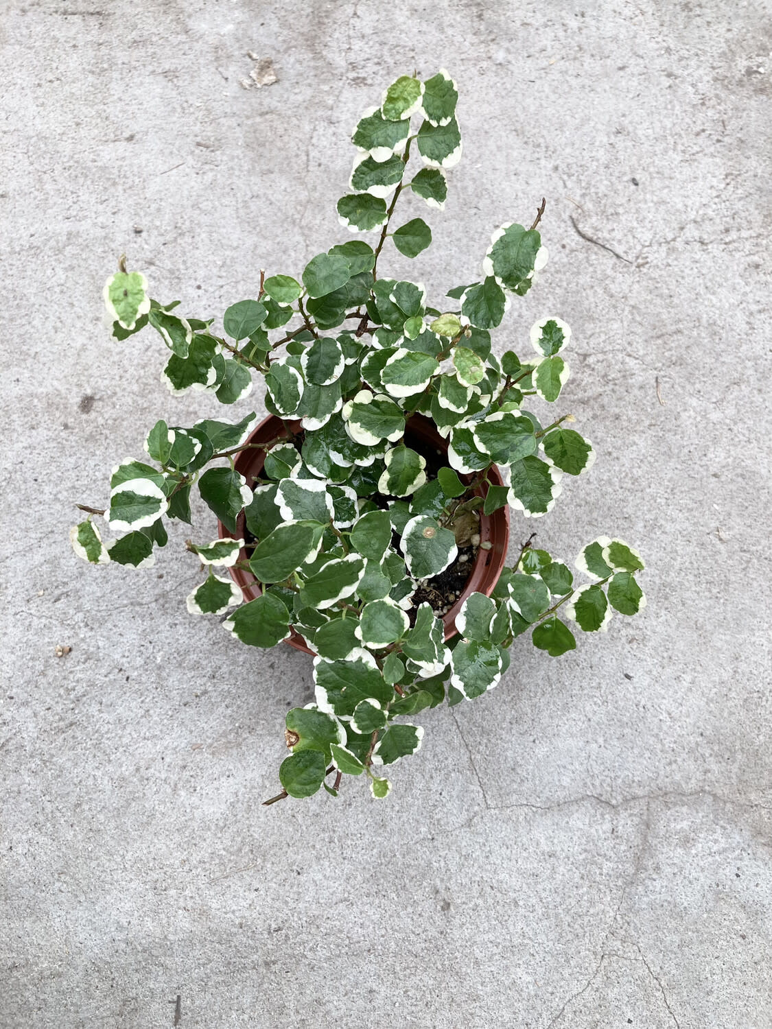 Ficus Repens Variegated 4" - The Plant Shoppe