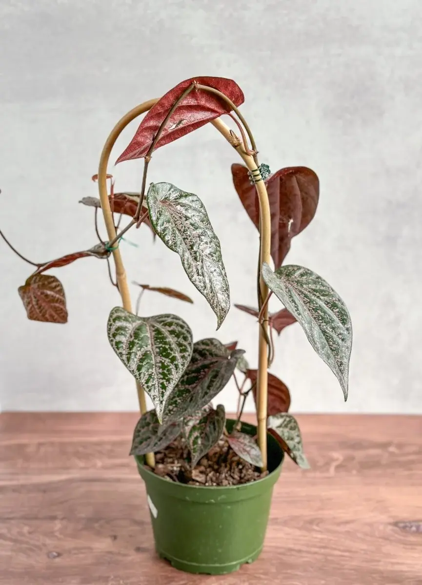 Piper Crocatum Hoop 6" - The Plant Shoppe