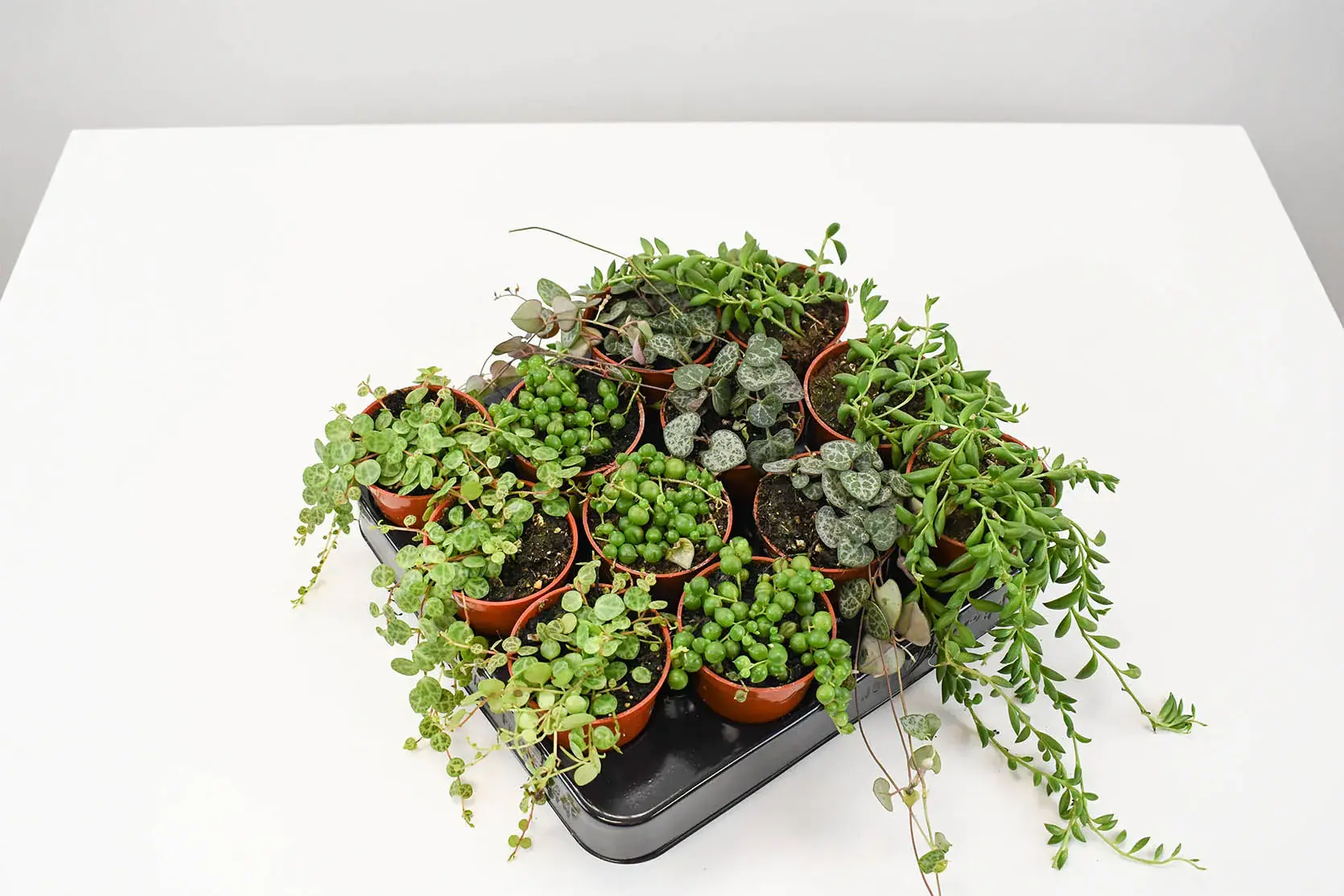 String Assortment CG 2.5" - The Plant Shoppe