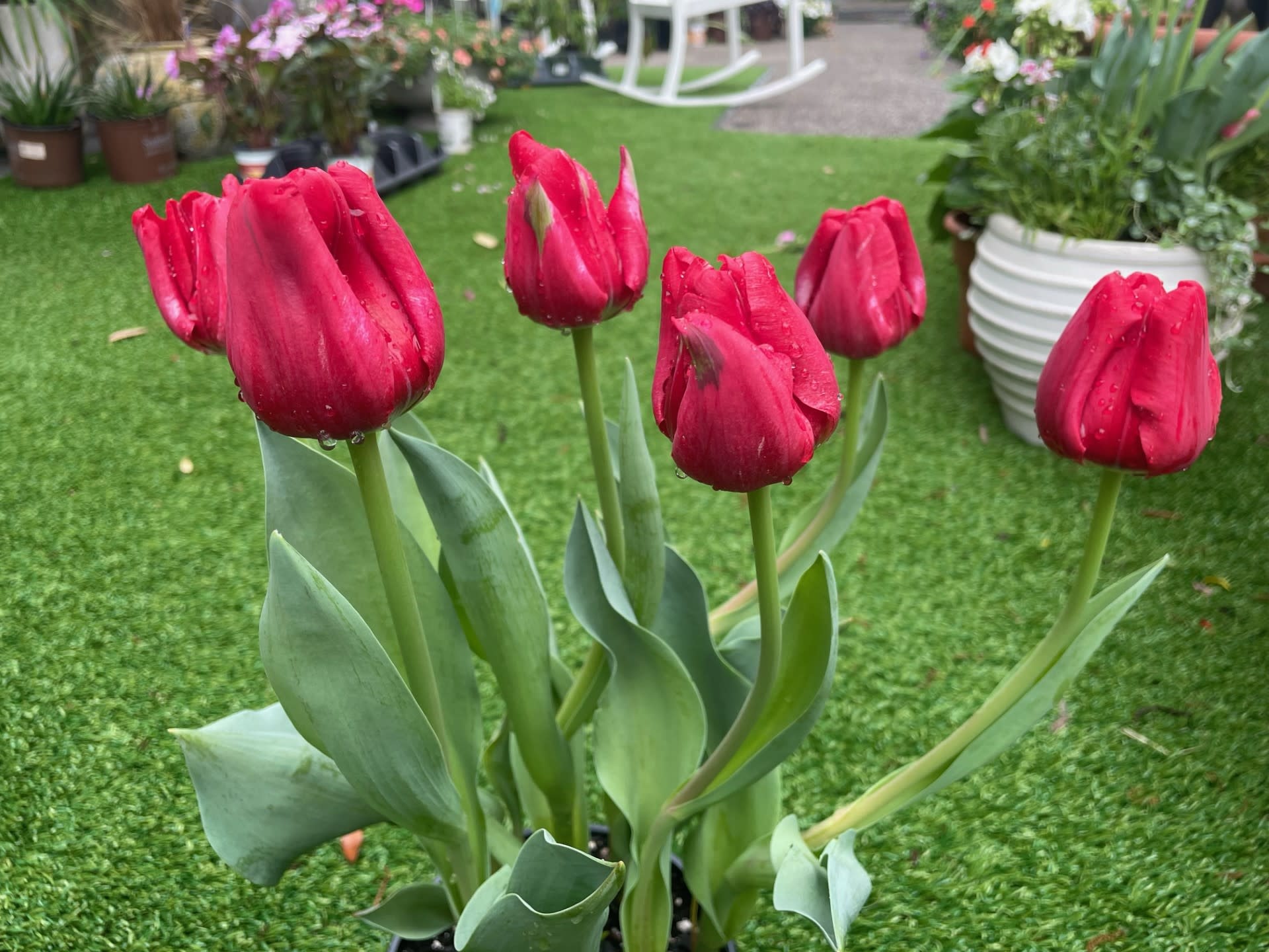 Potted Tulip 6" - The Plant Shoppe