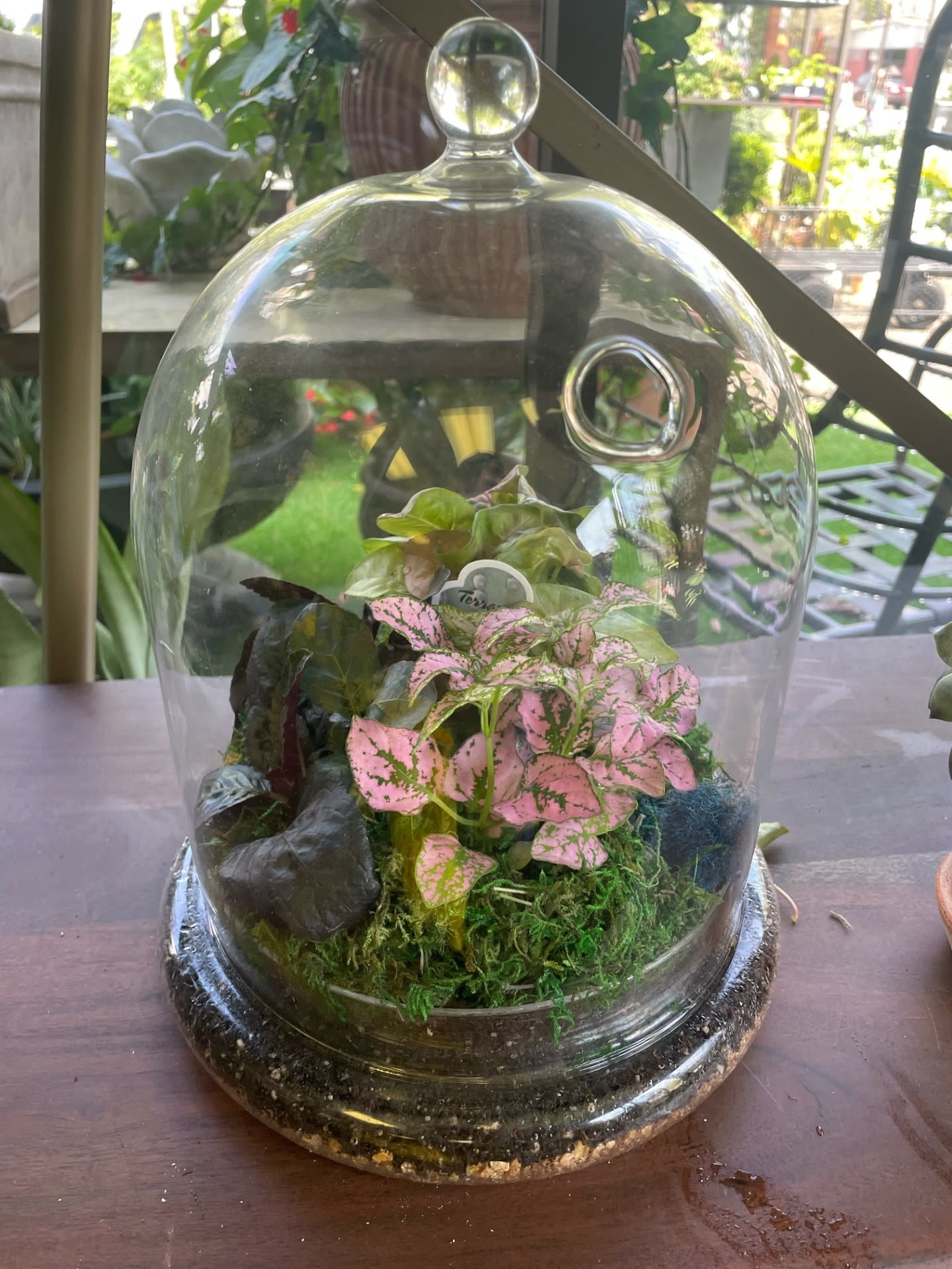 Terrarium-Glass Cloche Filled with Plants - The Plant Shoppe