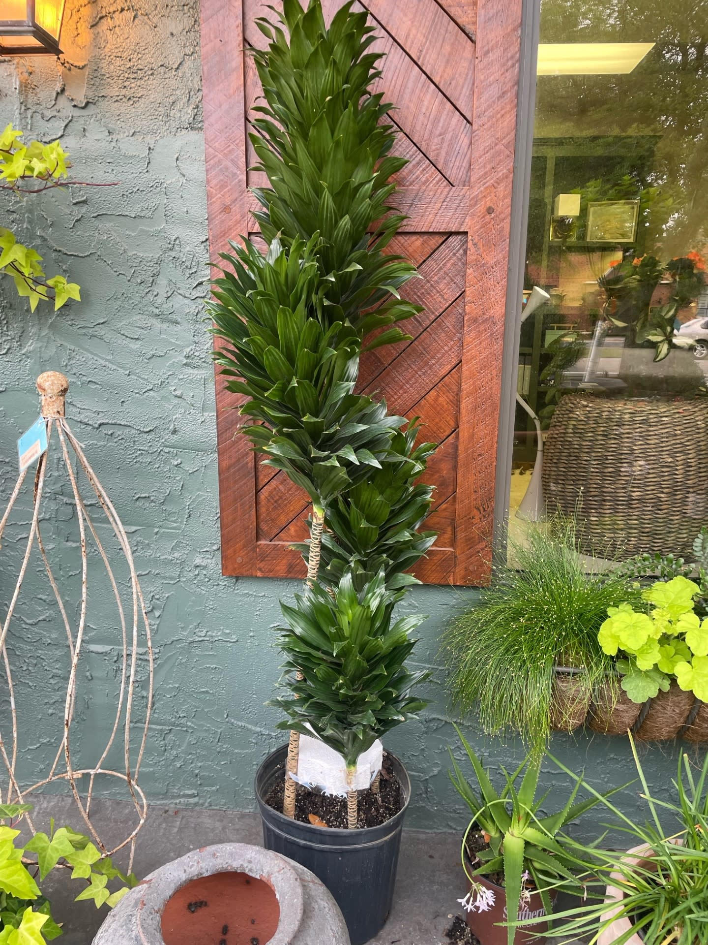 Dracaena-JC Compacta Cane 12" - The Plant Shoppe