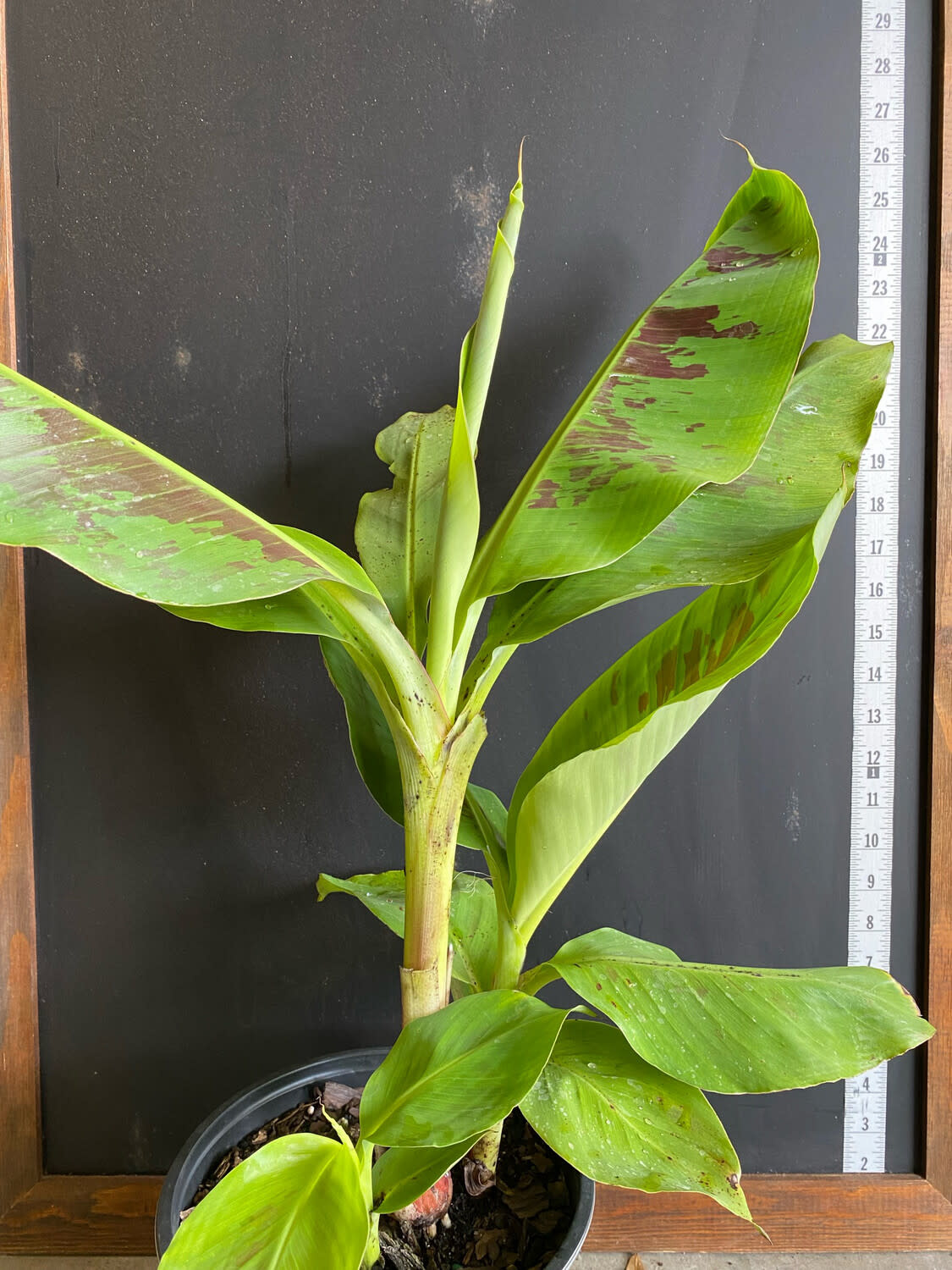 Banana Musa 'Grand Nain' 1gal - The Plant Shoppe