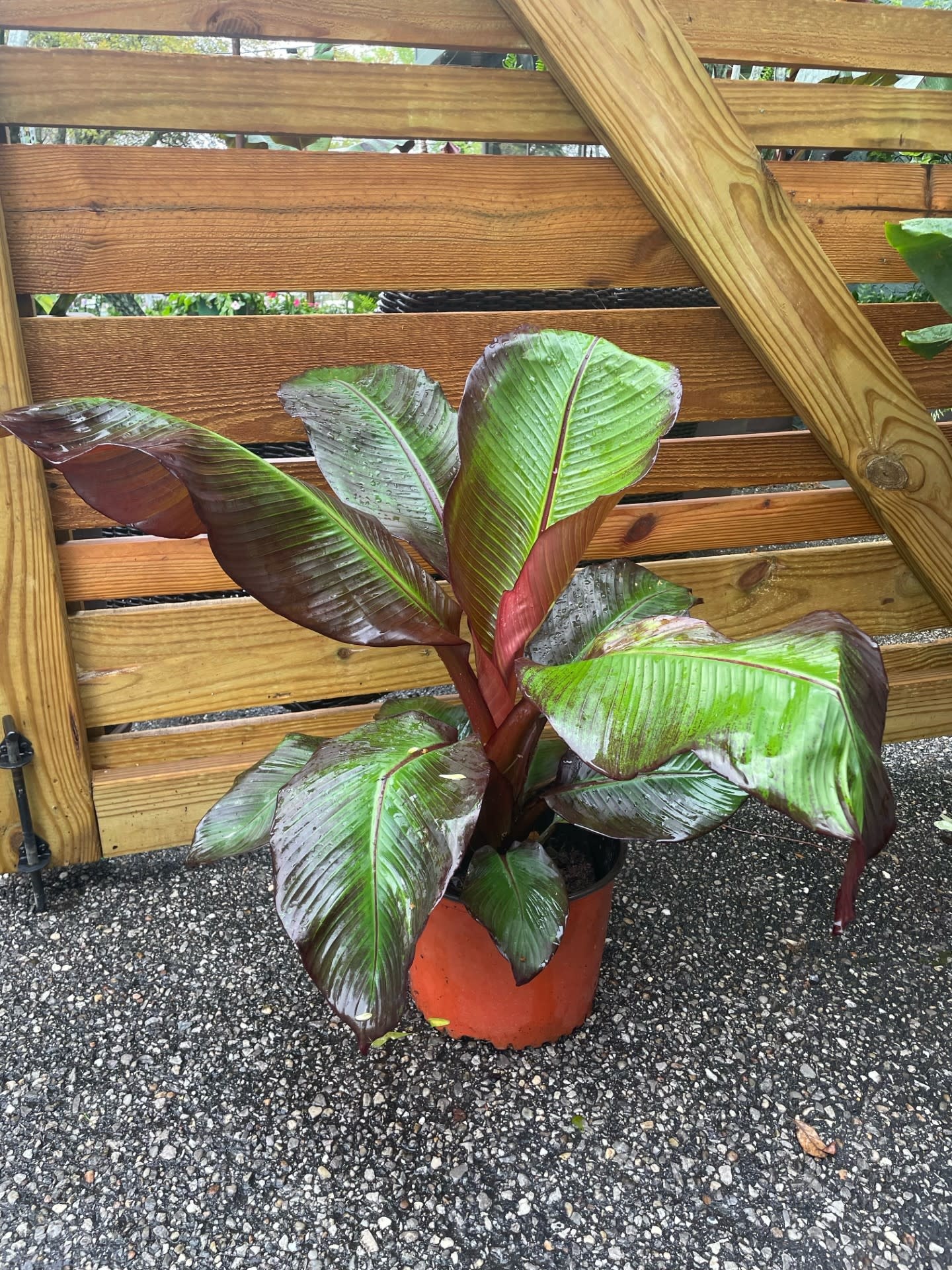 Banana Musa Dwarf Basjoo 10" - The Plant Shoppe
