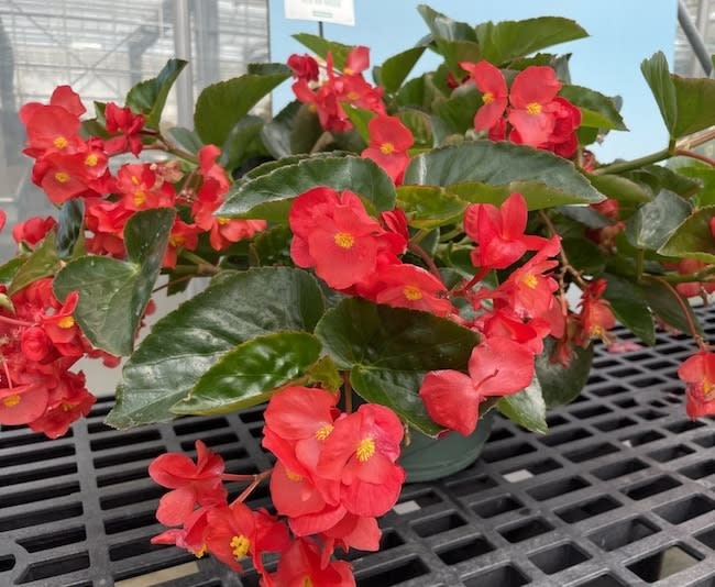 Begonia Viking Explore Rose 1gal - The Plant Shoppe