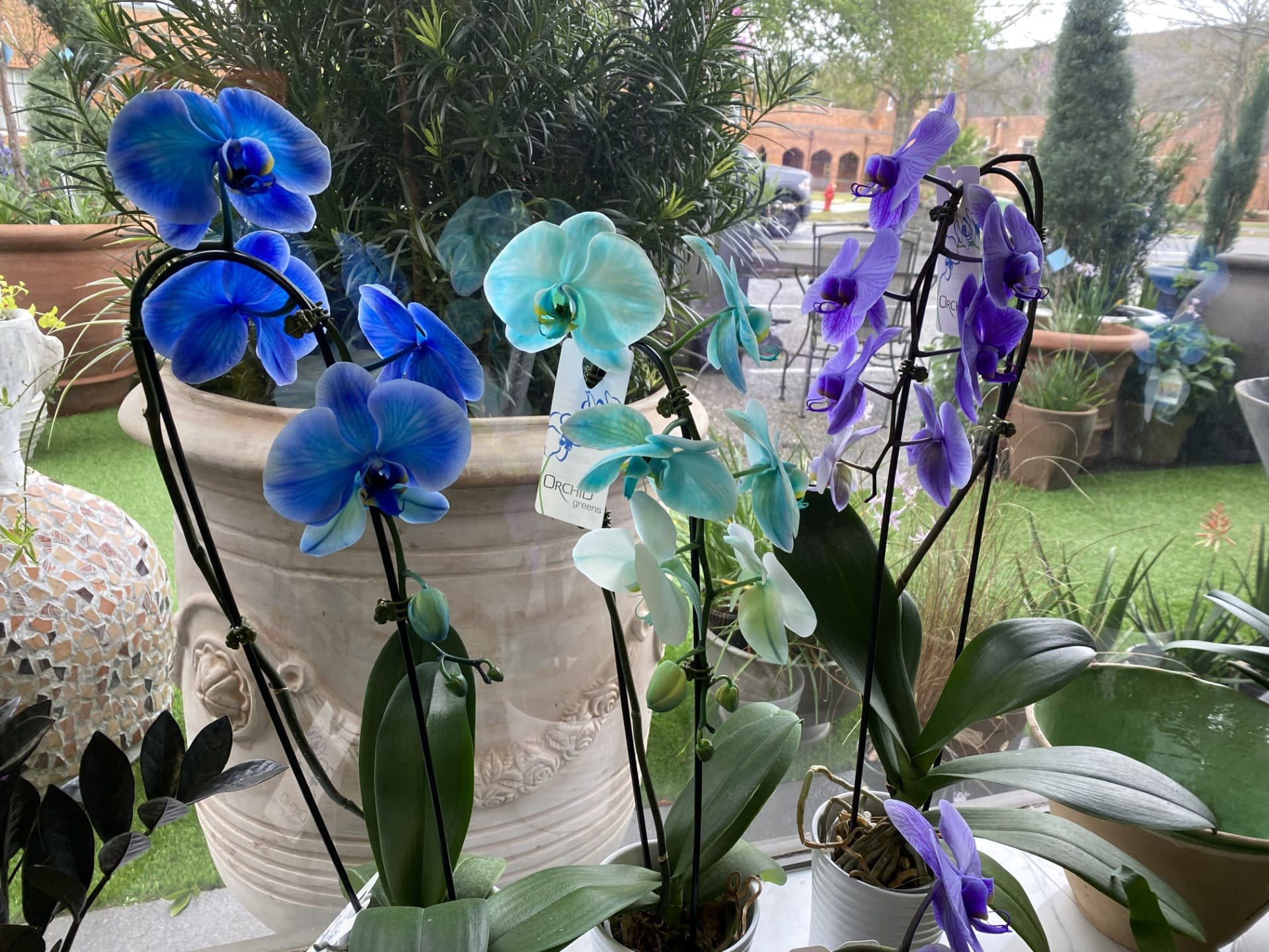 Phal. Waterfall Orchid in Ceramic Gem Infused 5" - The Plant Shoppe