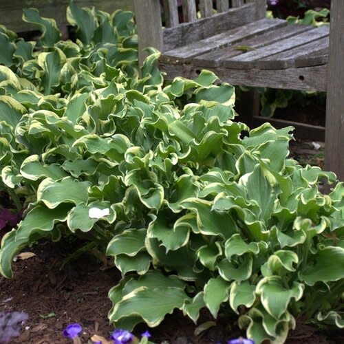 Hosta 'Shadowland Wheee!' PW 1gal - The Plant Shoppe