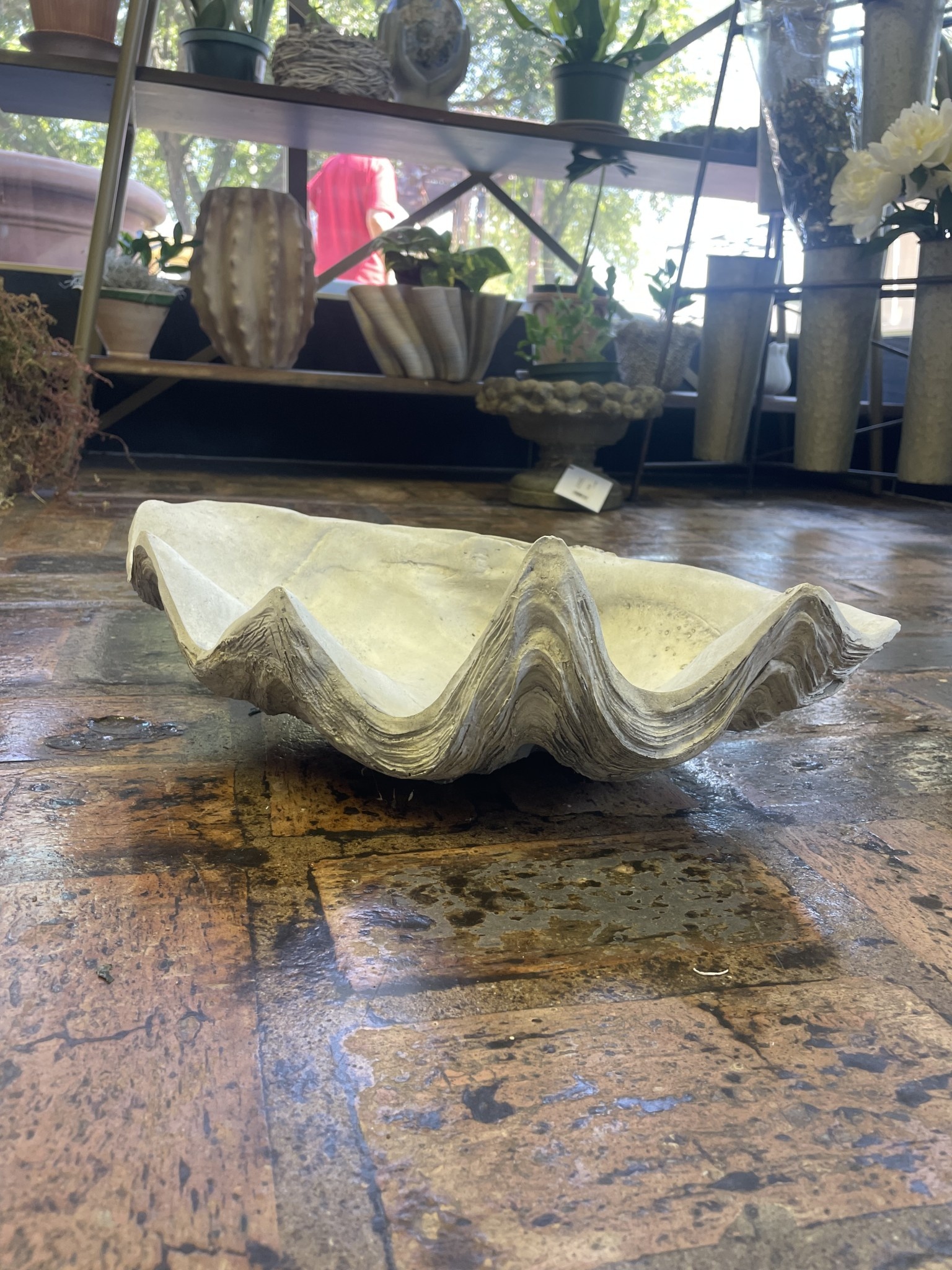 Concrete - St Augustine Clam Shell - The Plant Shoppe