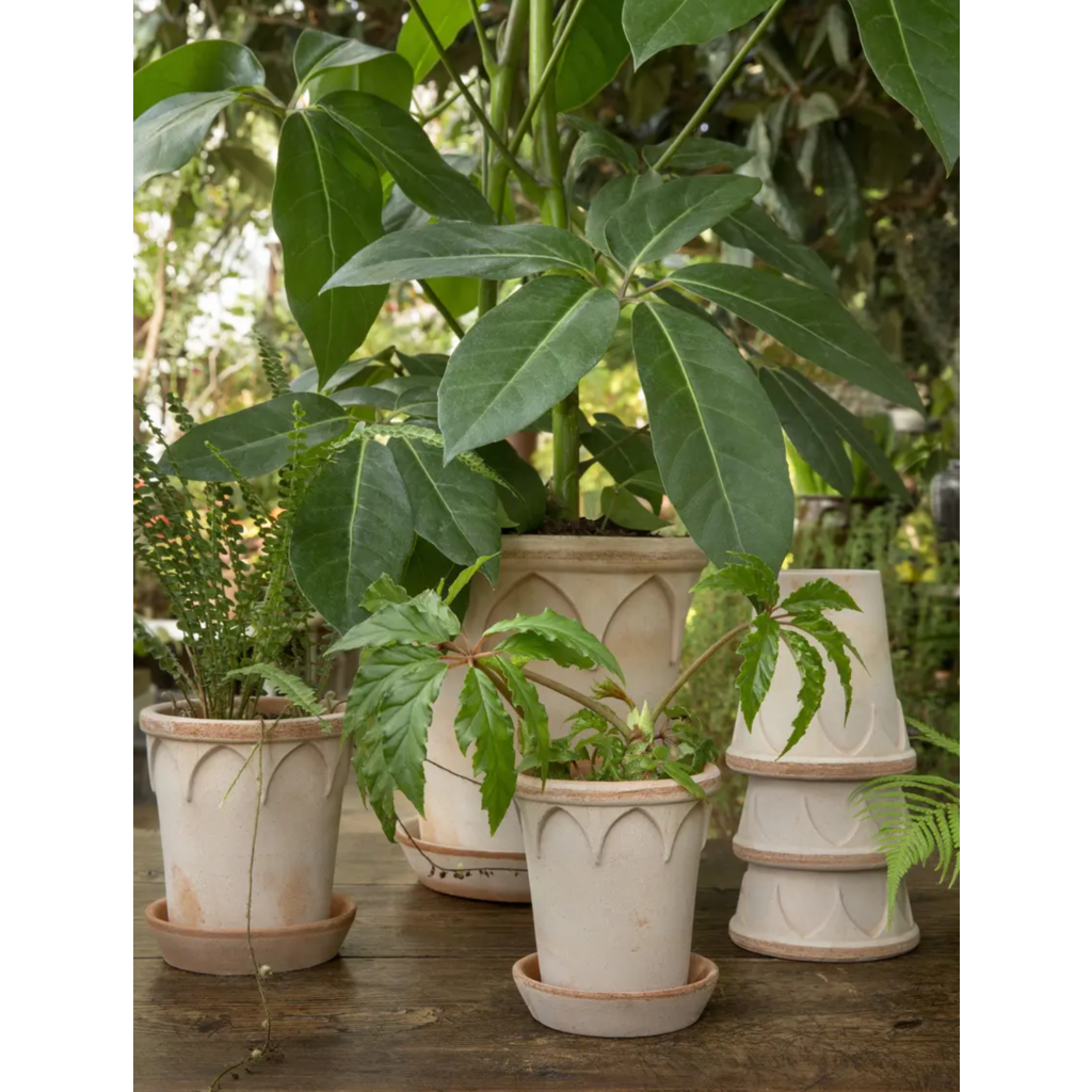 Berg Elizabeth RAW - The Plant Shoppe