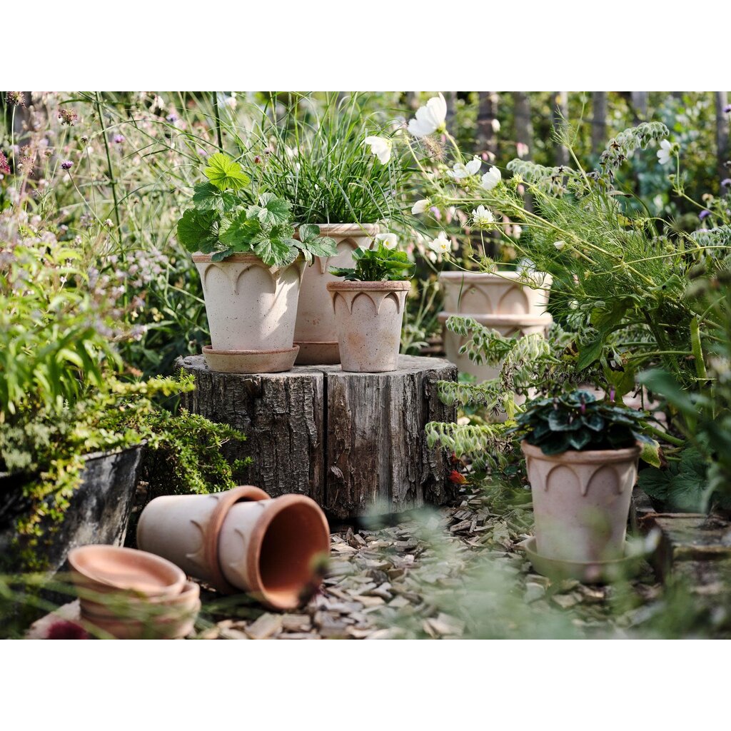 Berg Elizabeth RAW - The Plant Shoppe