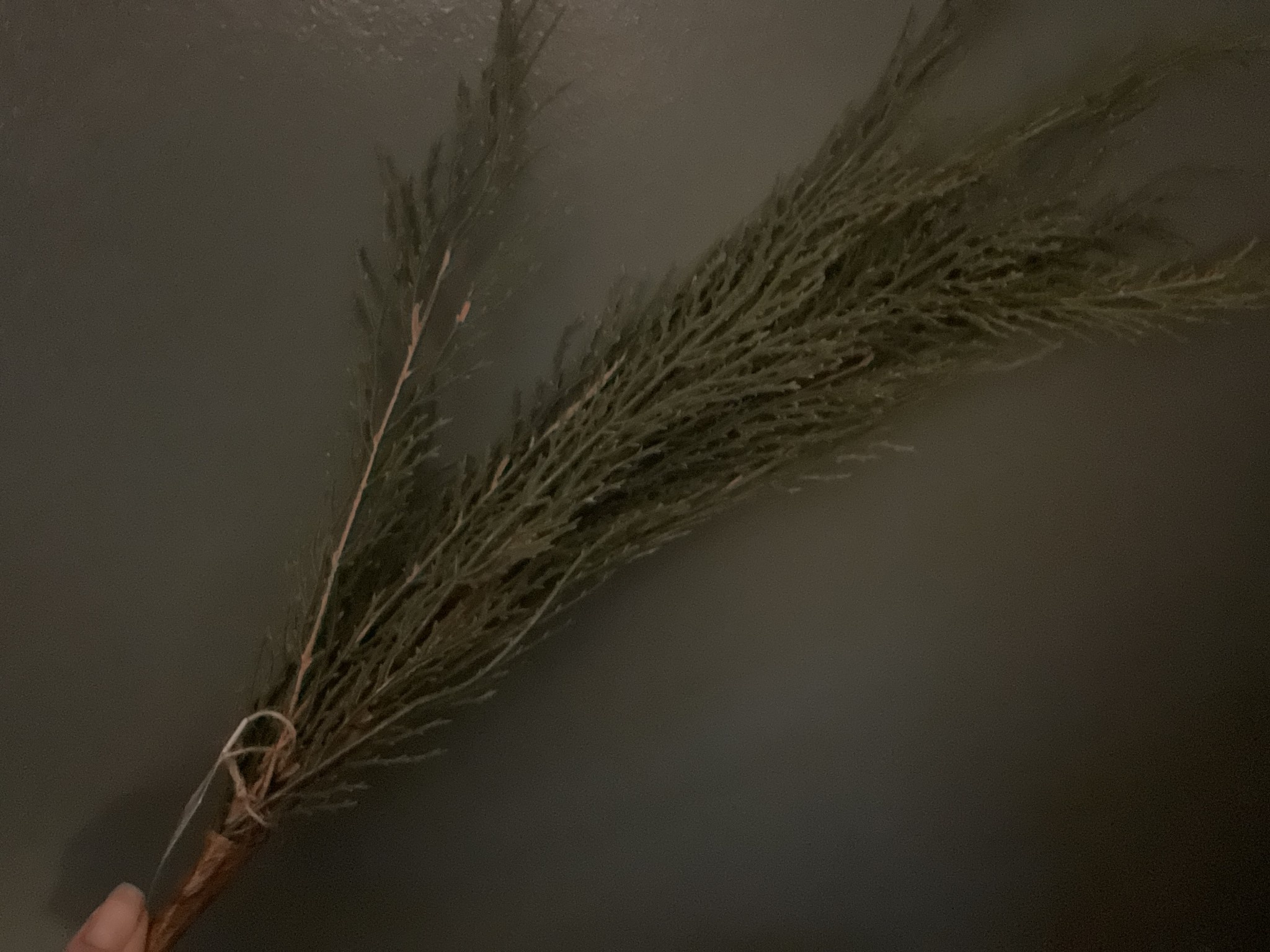 Natural cedar stem natural - The Plant Shoppe