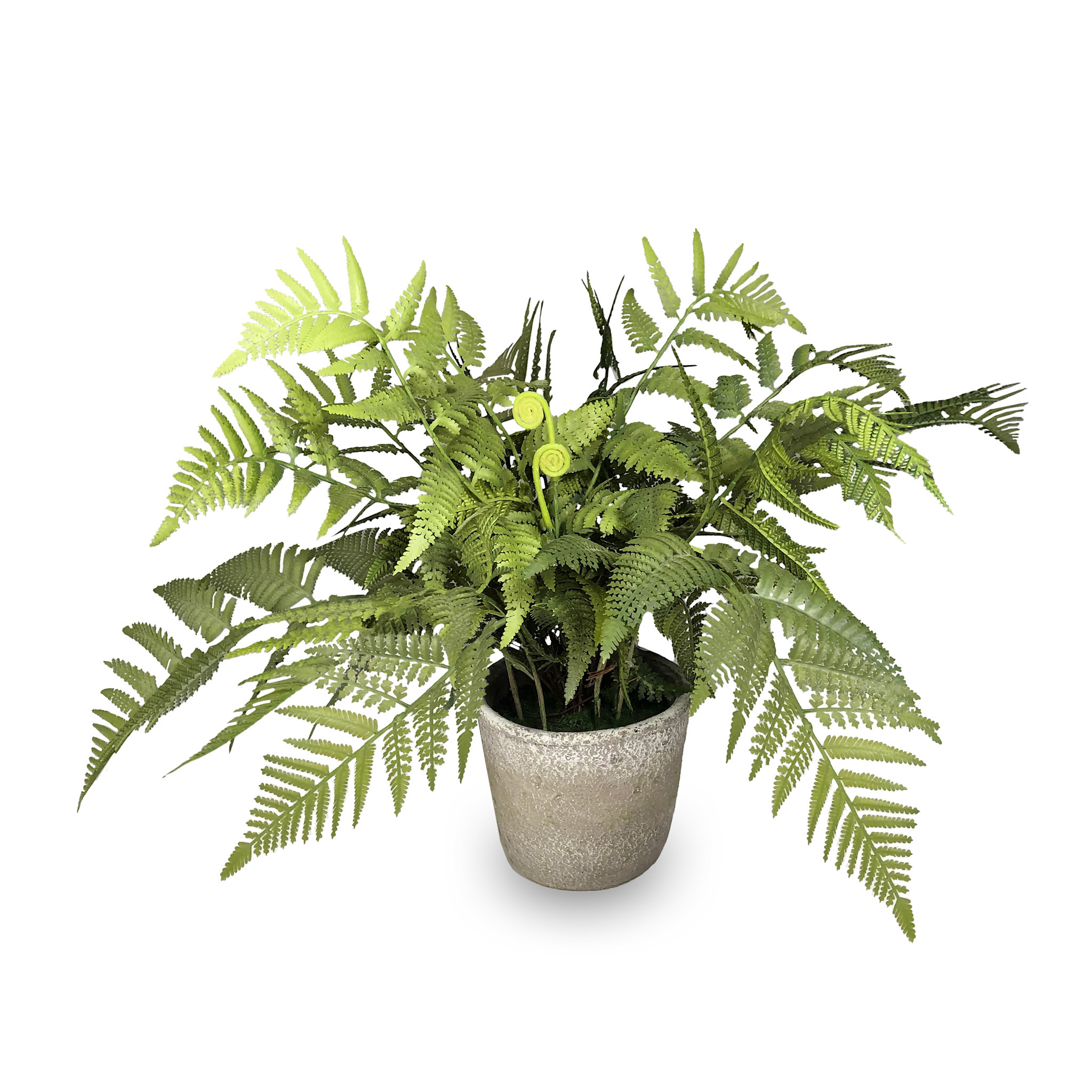 Potted Fern 24" - The Plant Shoppe