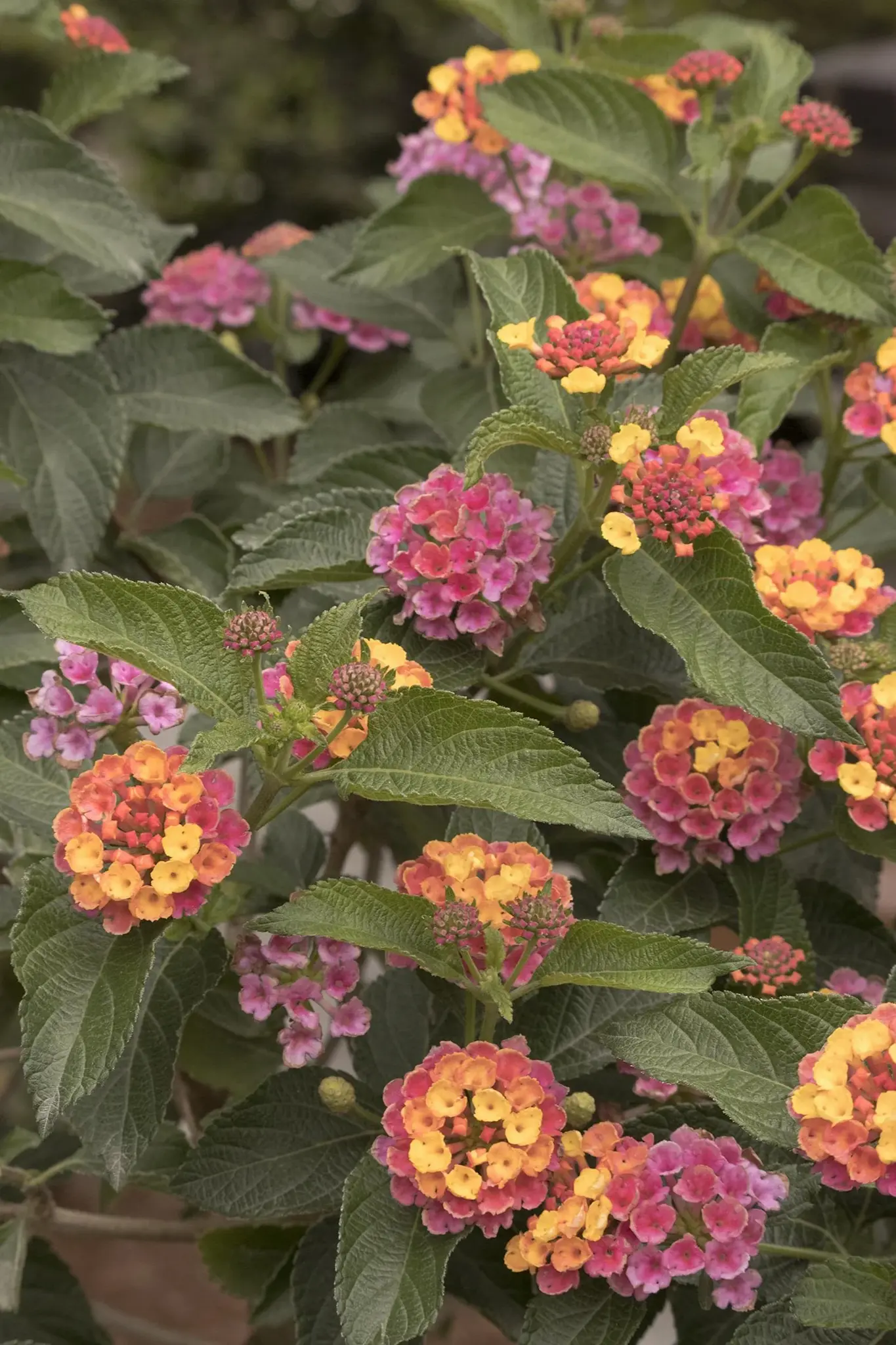 Lantana 'Confetti' Patio Tree 3G - The Plant Shoppe