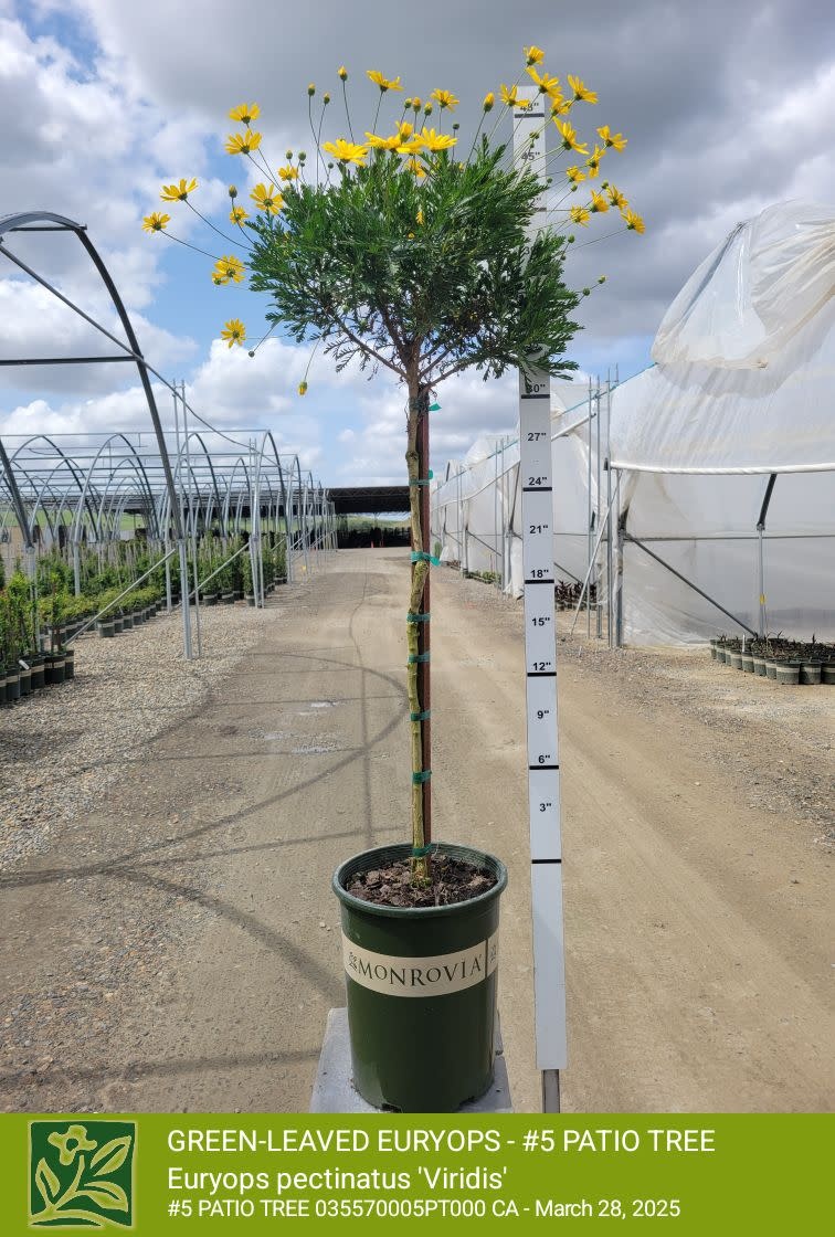 GREEN-LEAVED EURYOPS - PATIO TREE 5G - The Plant Shoppe