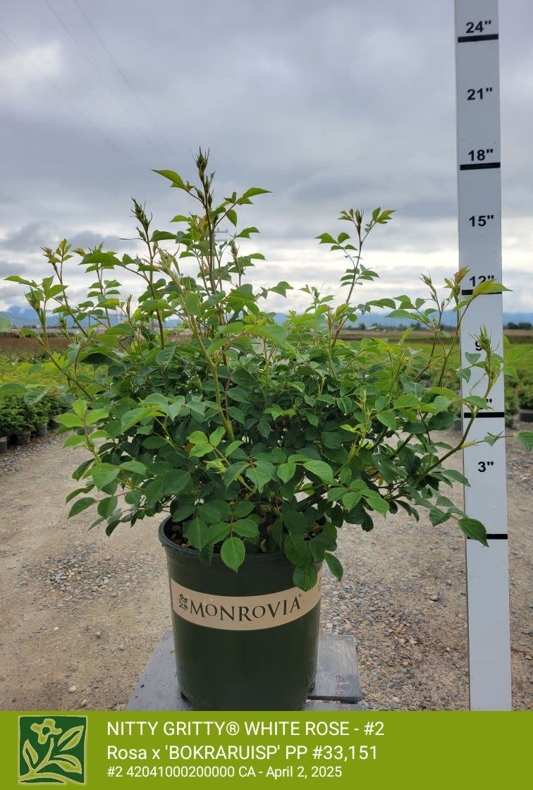 ROSE NITTY GRITTY WHITE 2G - The Plant Shoppe