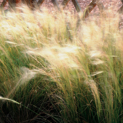 Proven Winner Grass Mexican Feather 6" Container - The Plant Shoppe
