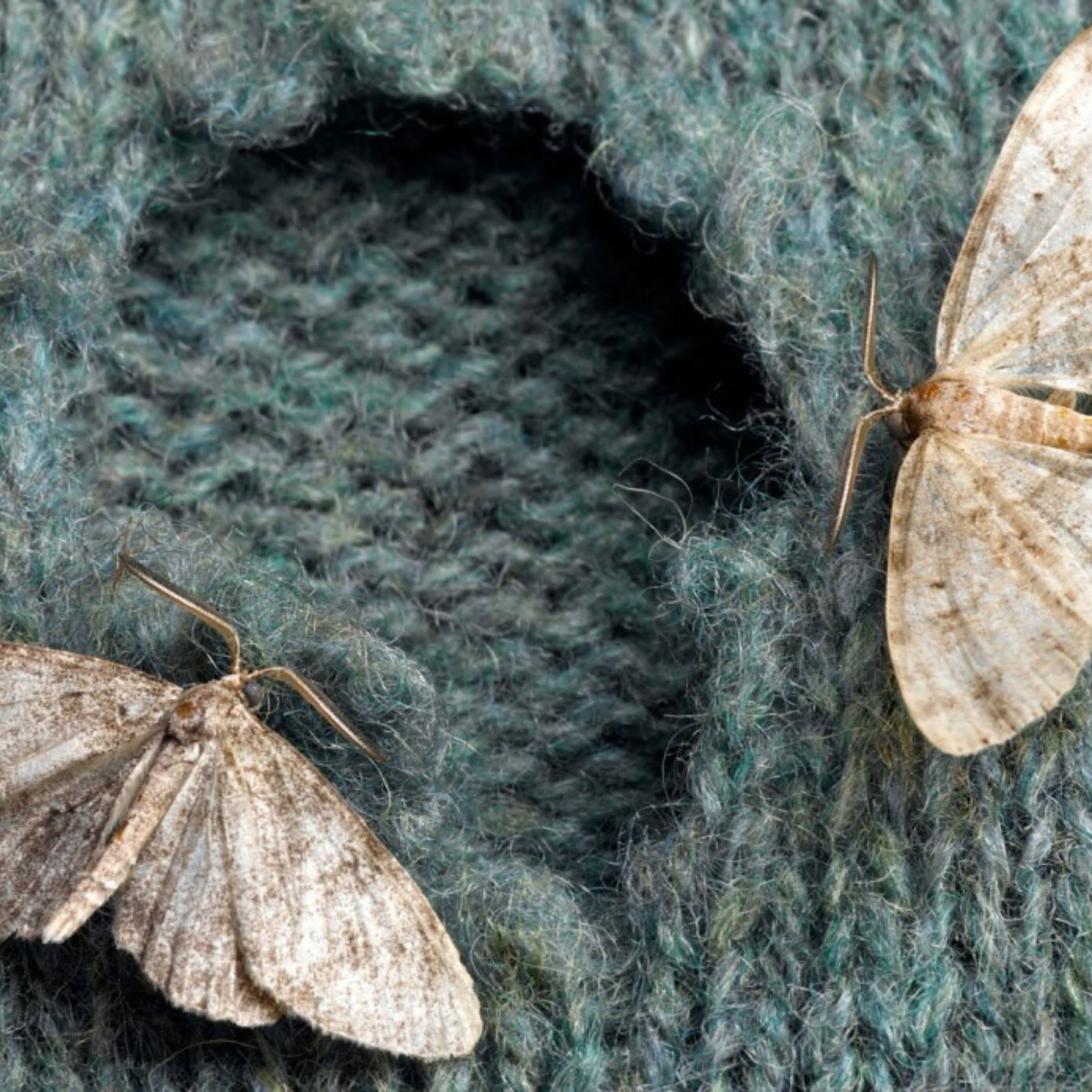 SWAK Blog - Moth Prevention - Sealed with a Kiss