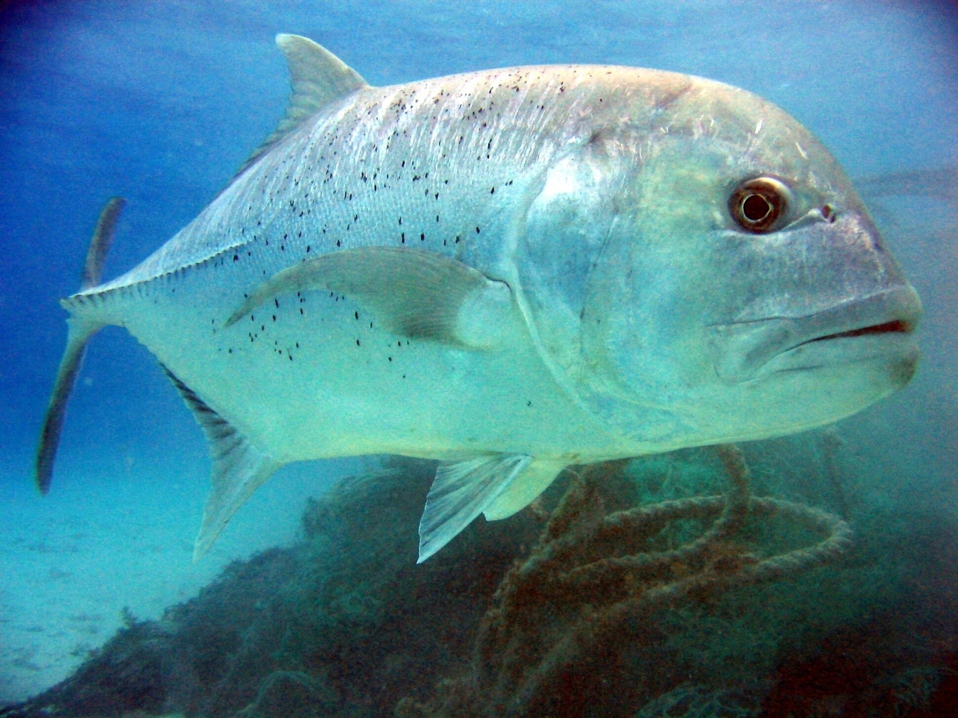 Best Giant Trevally Fly Fishing Gear for Your First GT Trip - The Fish Hawk