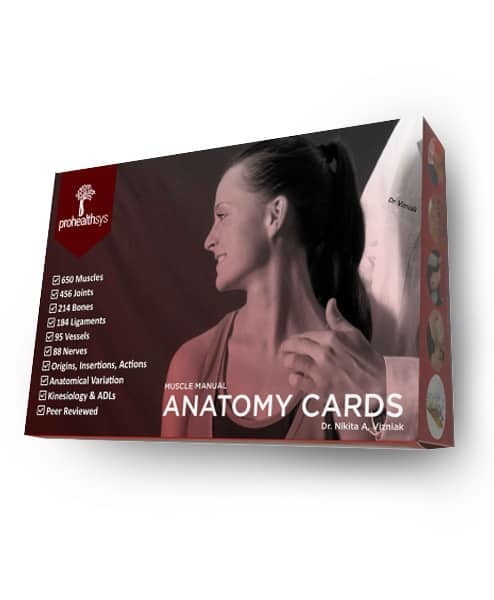 PROHEALTHSYS PROHEALTHSYS ANATOMY FLASHCARDS - BMS Resources