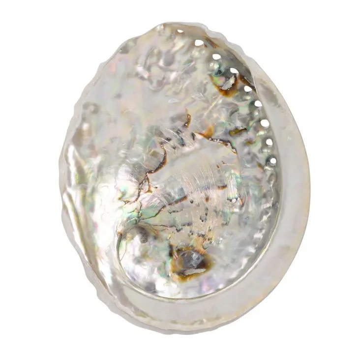 Benjamin International Abalone Shell - Coyote Moon