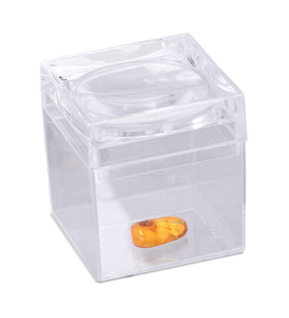 Amber Amber Bug Fossil Box - Angel Haven Specialty Jewelers