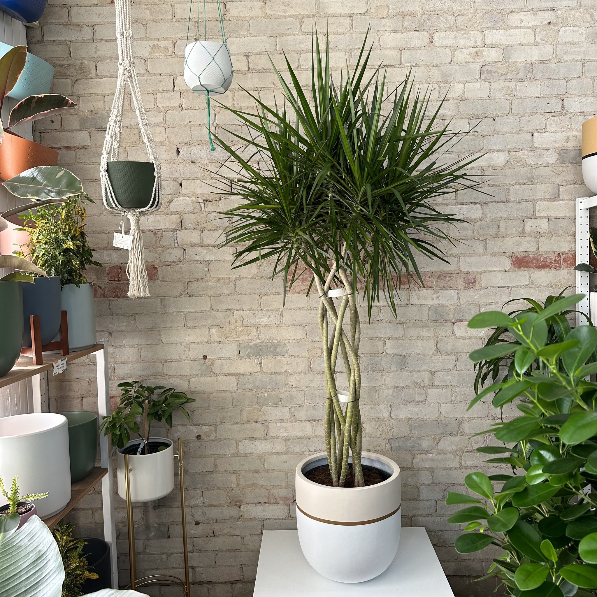 Dracaena Marginata Open Weave 14" - Urban Gardener