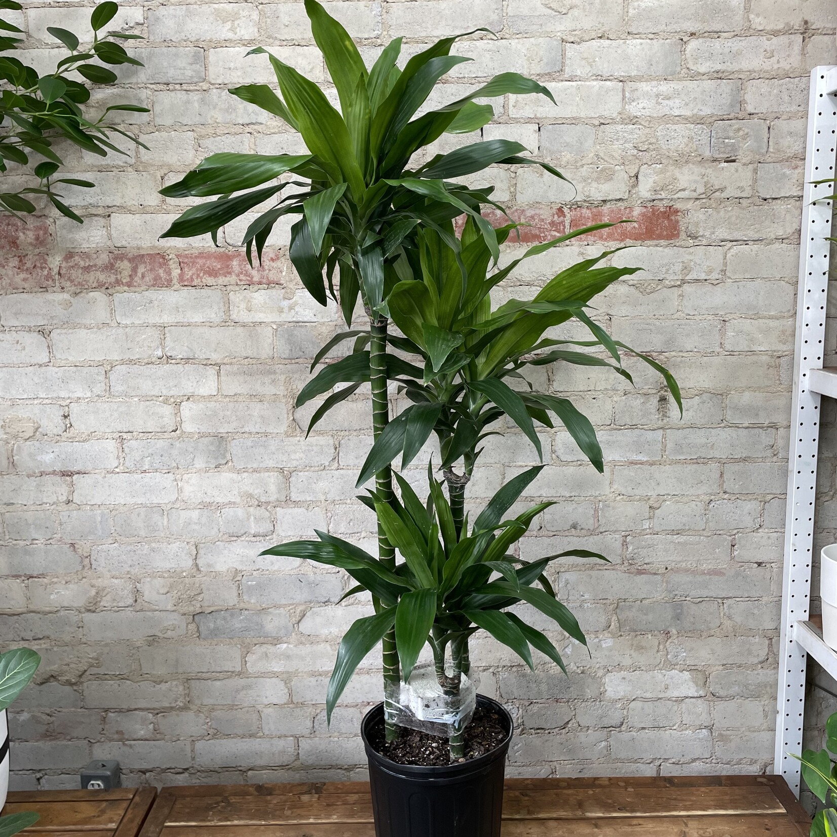 10" Dracaena Janet Craig - Urban Gardener