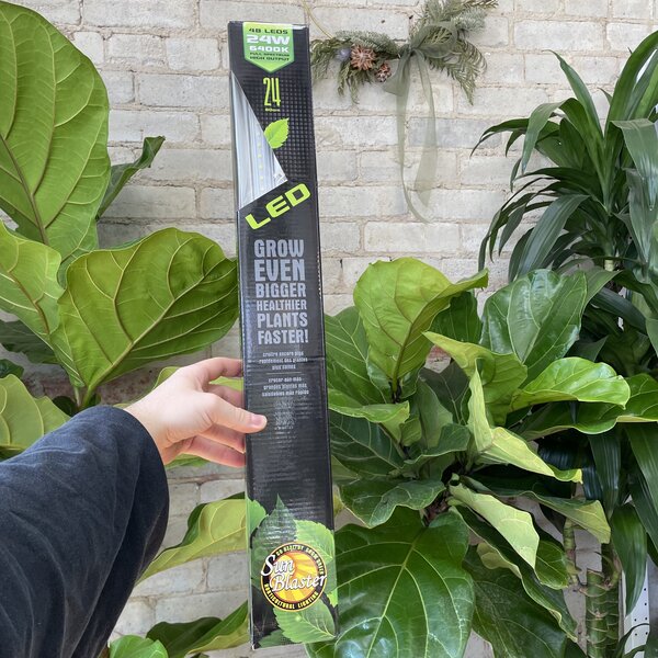 Lighting - Urban Gardener
