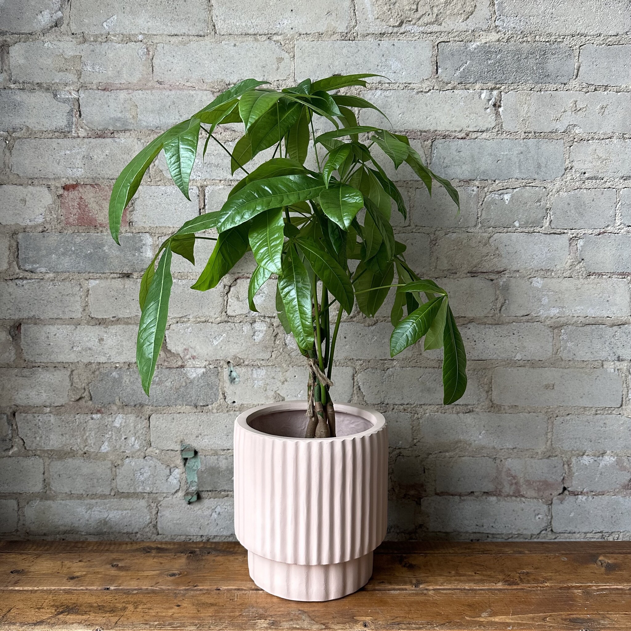 Common House Studio Ridged pot (Blush fits 6") - Urban Gardener