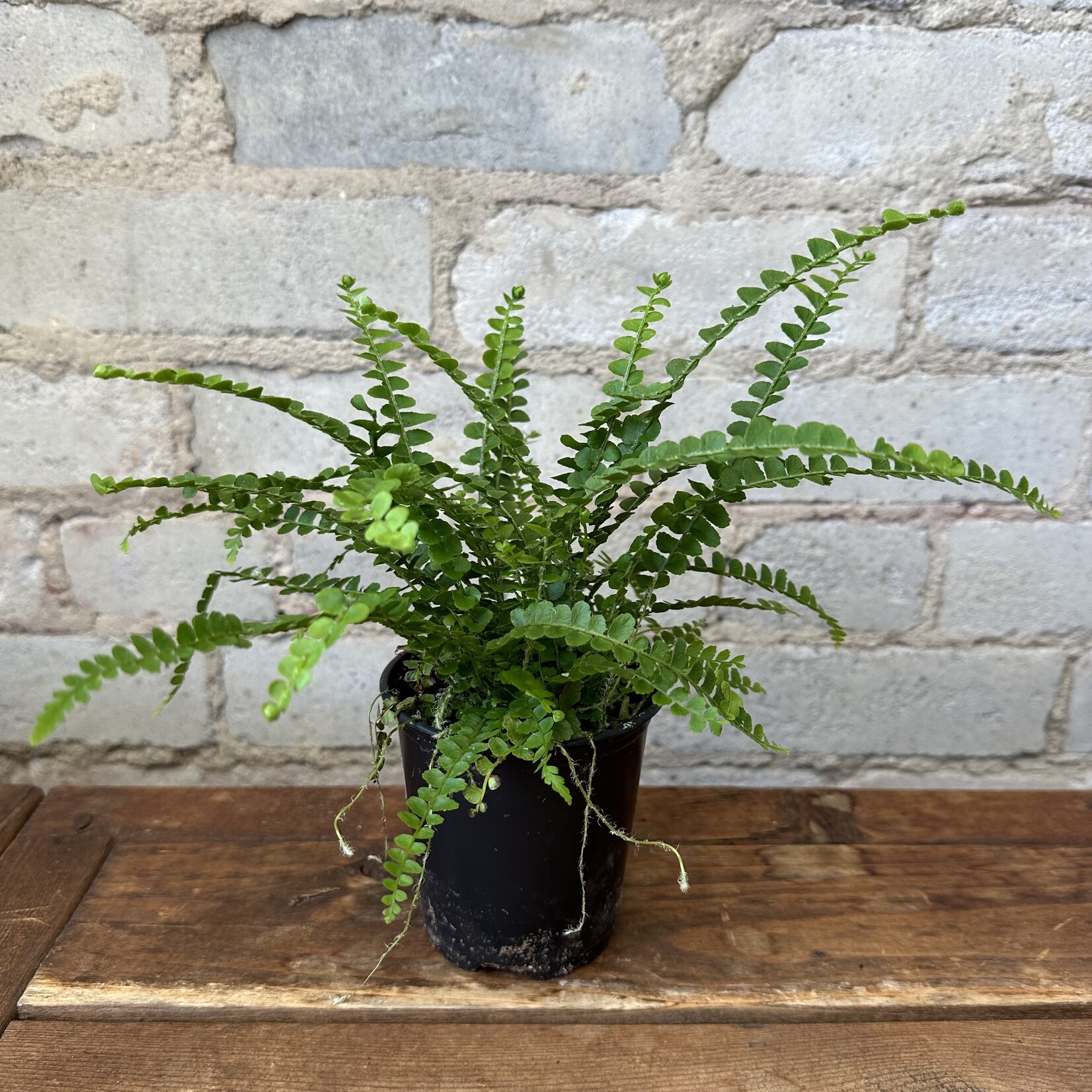 Lemon Button Fern 3.5" - Urban Gardener