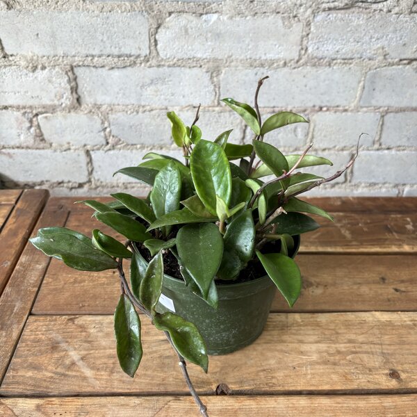Toronto Plant Shop Hoya Collection - Urban Gardener