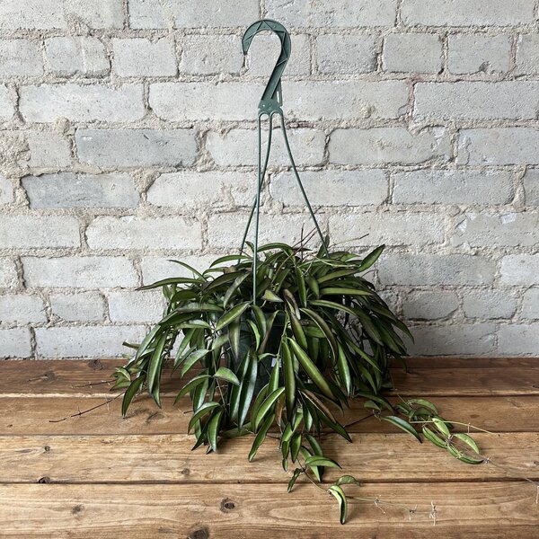 Toronto Plant Shop Hoya Collection - Urban Gardener