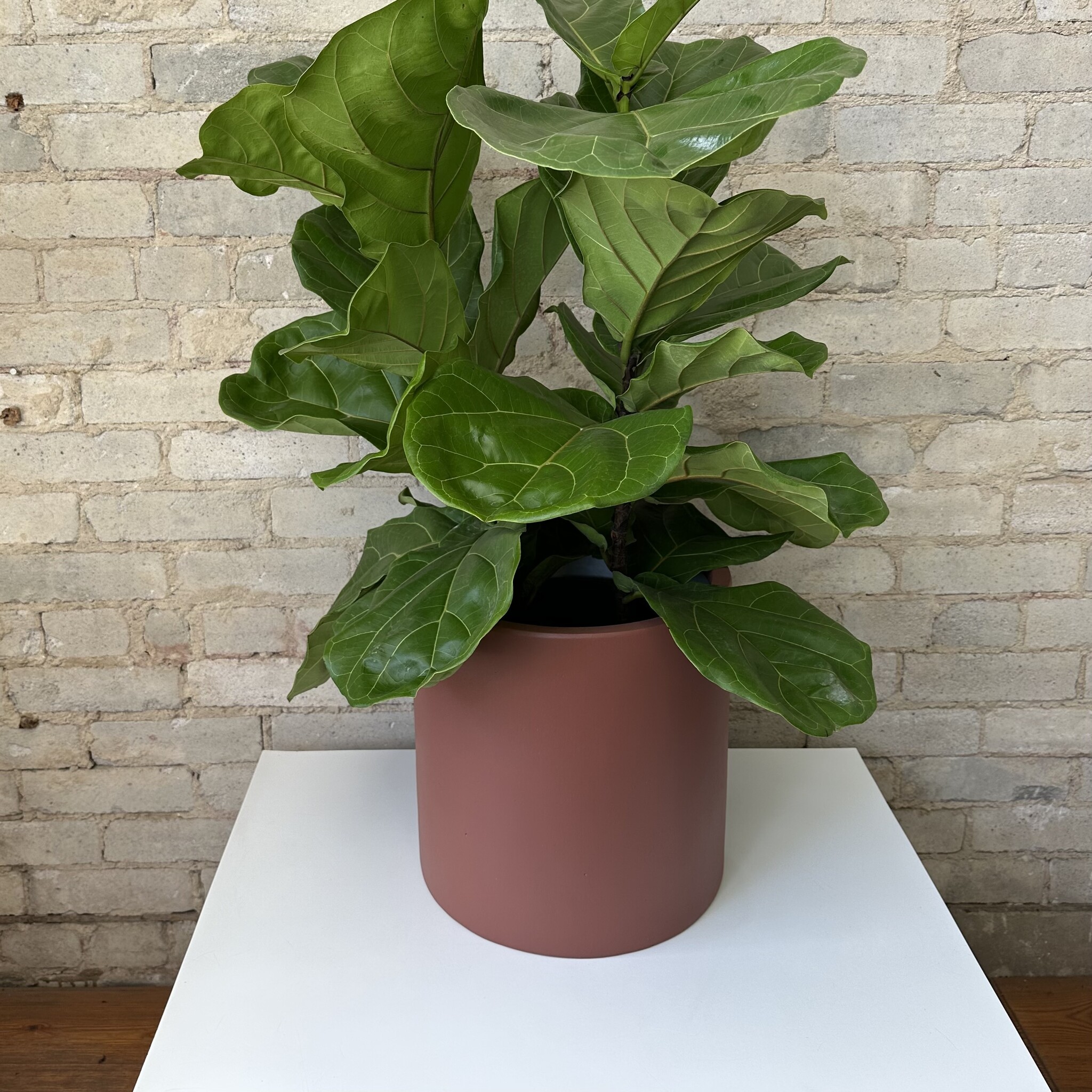 Common House - Cylinder Essential Pots Rust Large (10") - Urban Gardener