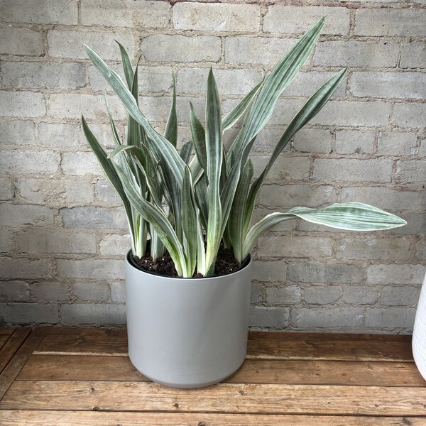 Easy Care Sansevieria (Snake Plant) and ZZ Plants Toronto - Urban Gardener