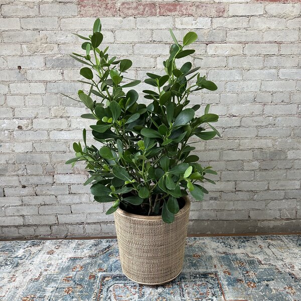 Toronto Floor Plants, Statement Plants, Large Houseplants - Urban Gardener