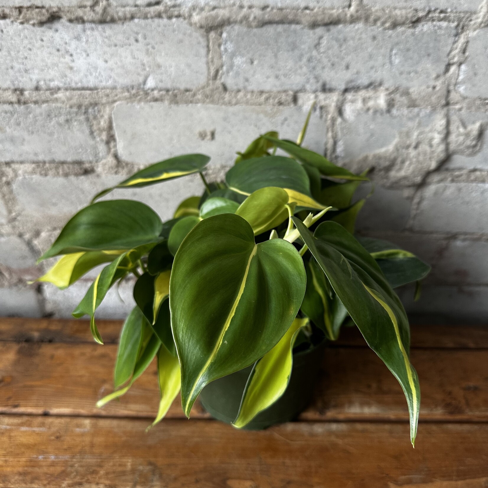 Philodendron Brazil 6" - Urban Gardener